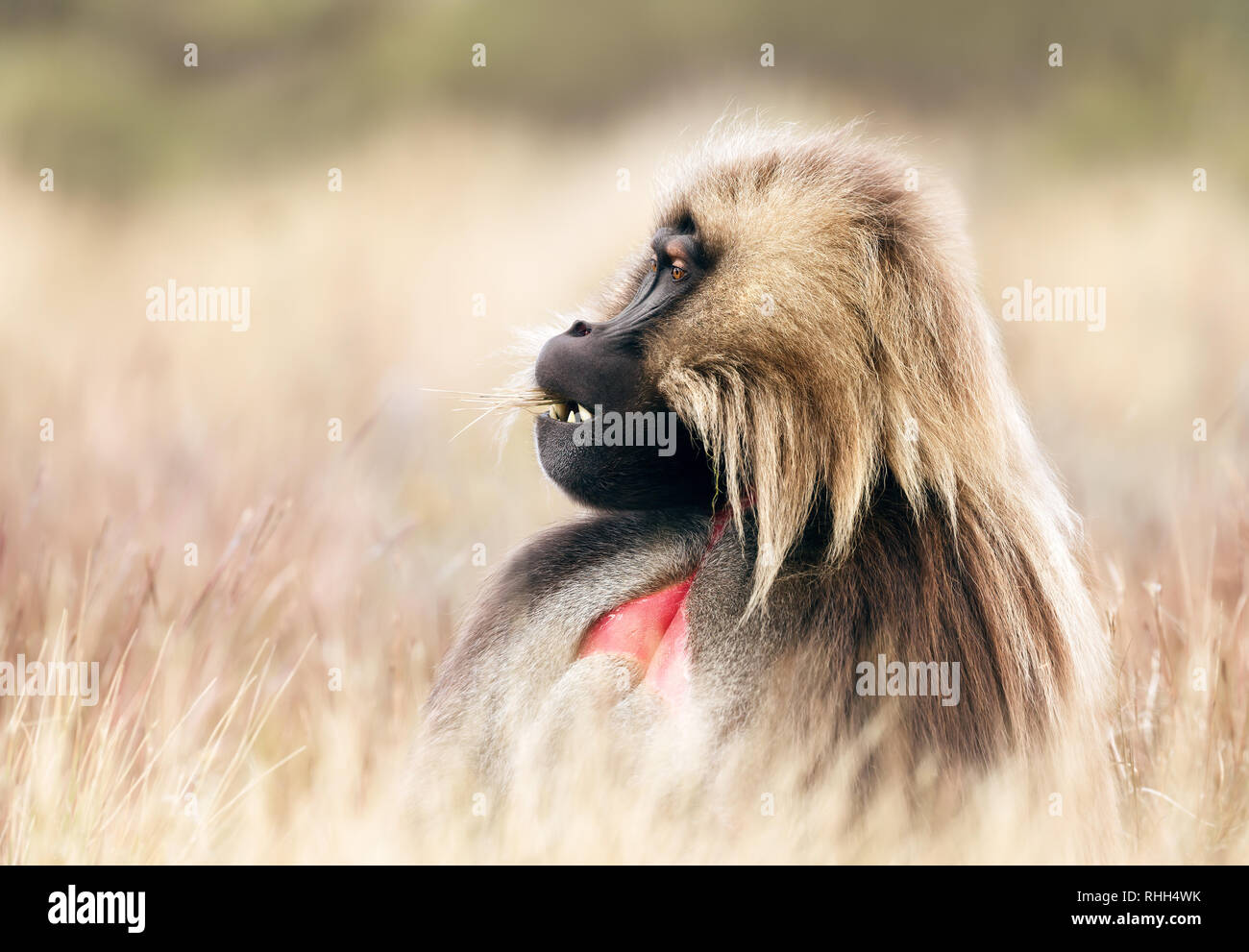 Close up of an adult Gelada monkey (Theropithecus gelada) sitting in ...