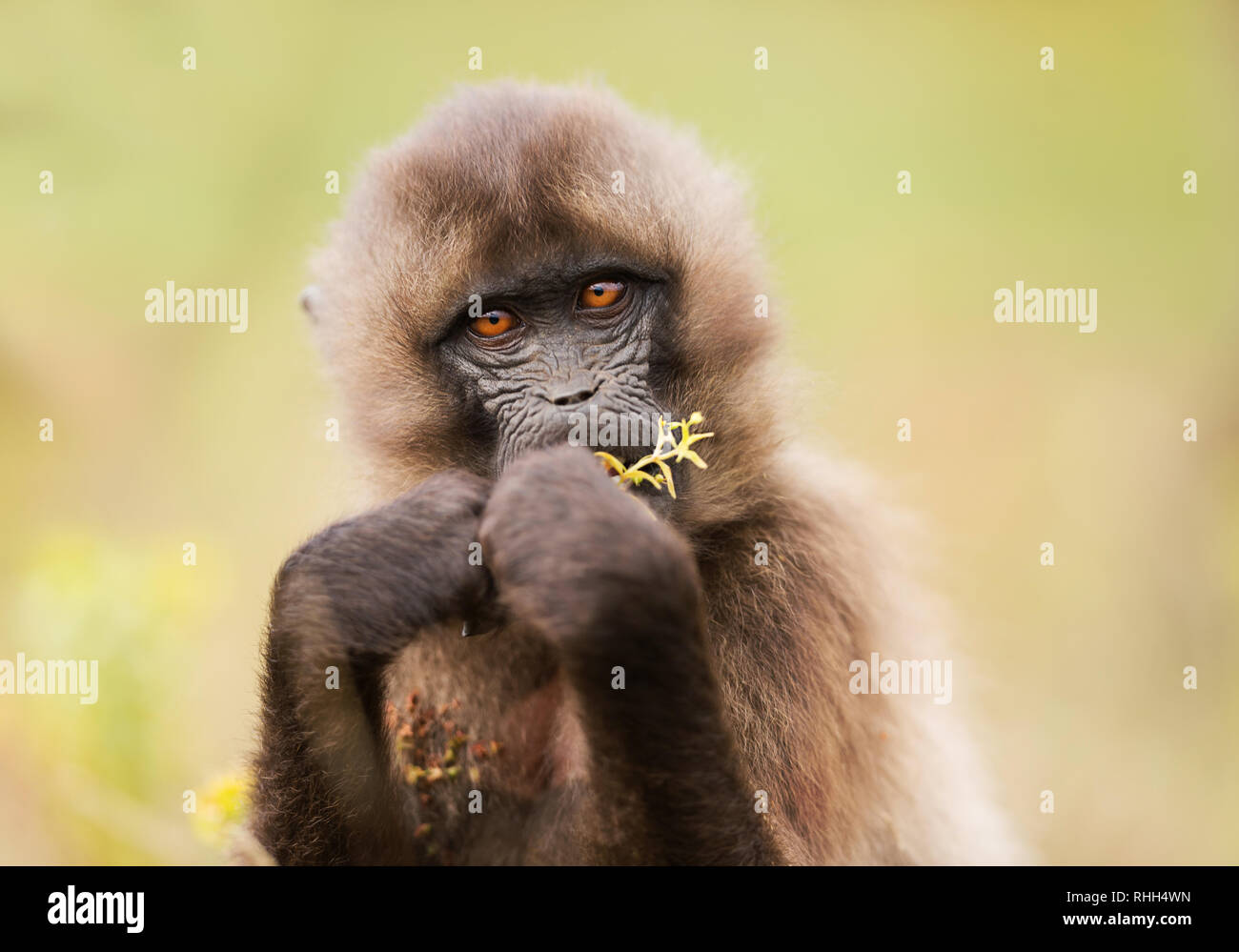 Close up of a young Gelada monkey also know as bleeding heart monkey ...