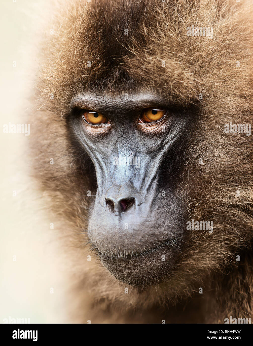 Close up of an adult Gelada monkey (Theropithecus gelada), Simien ...