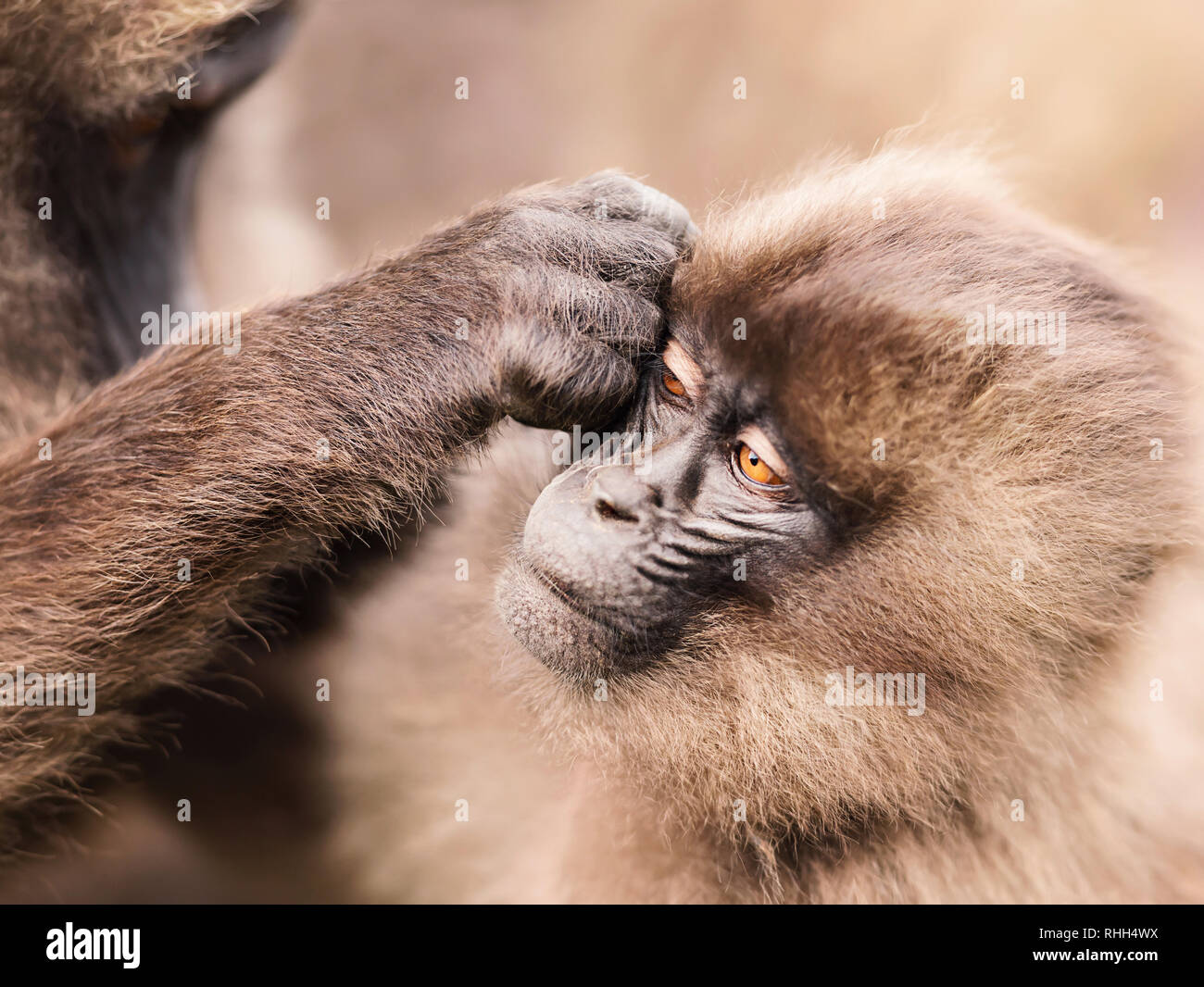 Mother Gelada monkey, also called Bleeding heart monkey, grooming her ...