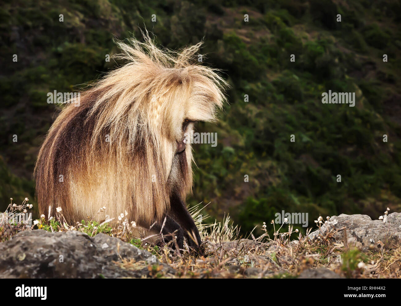 Close up of an adult Gelada monkey (Theropithecus gelada) grazing on an ...