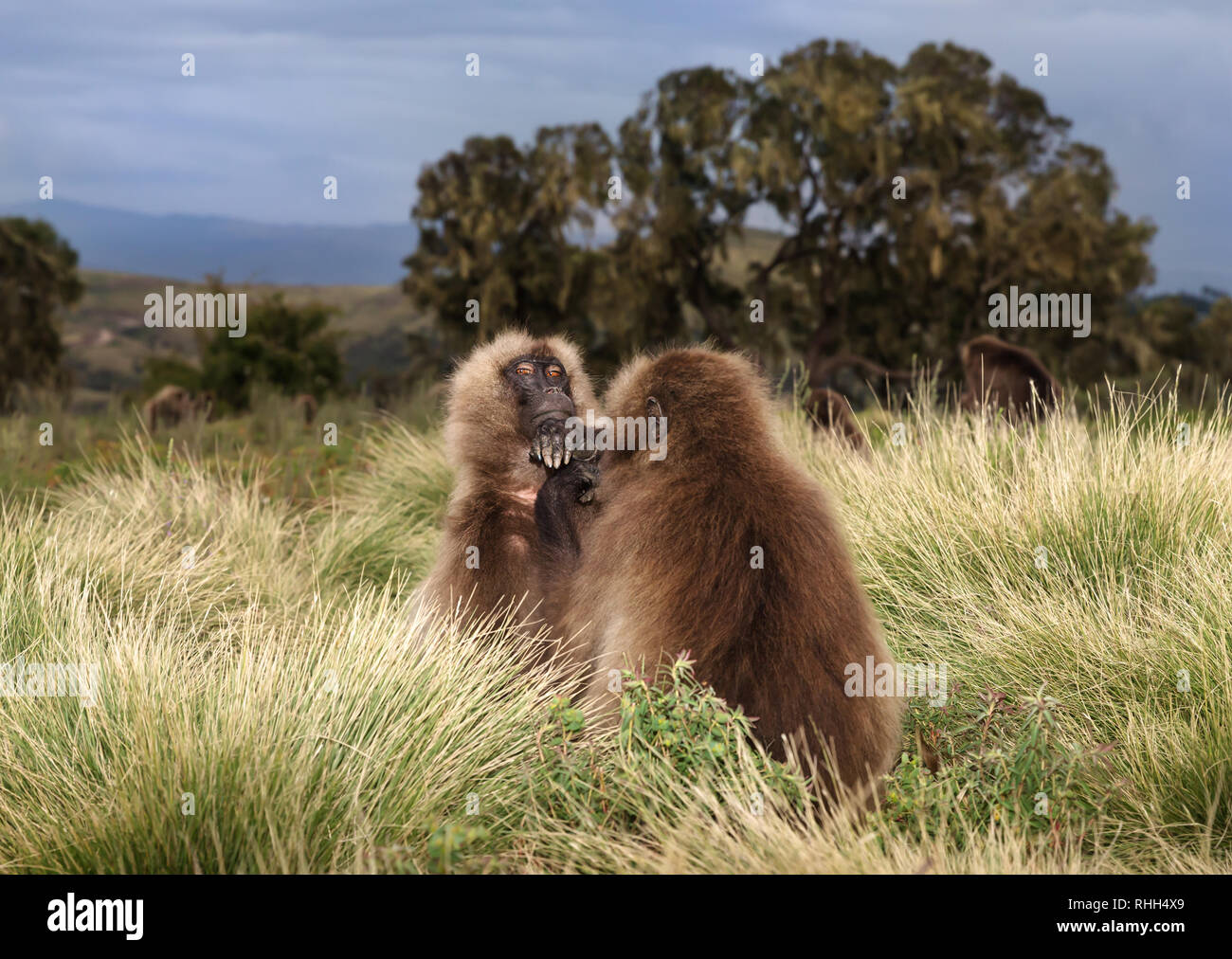 Ethiopian monkeys hi-res stock photography and images - Alamy