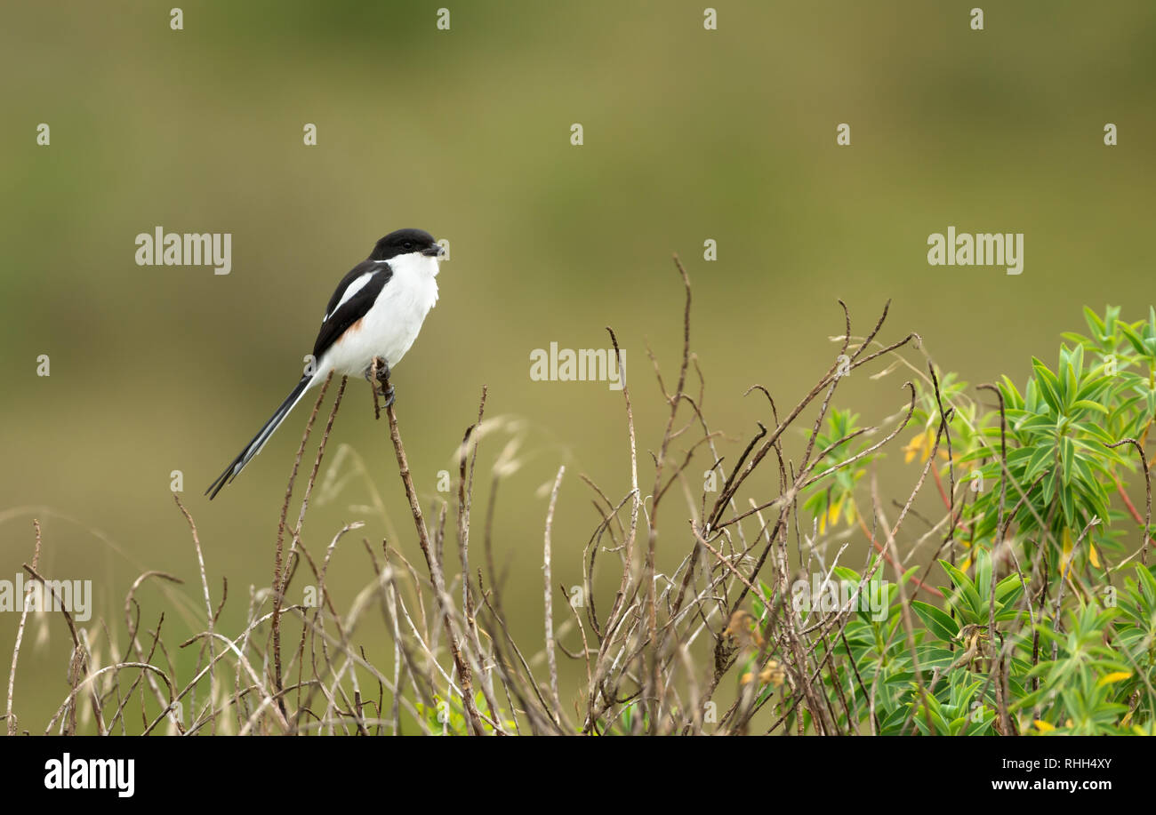 Northern fiscal (Lanius humeralis) perching on a blade of grass ...
