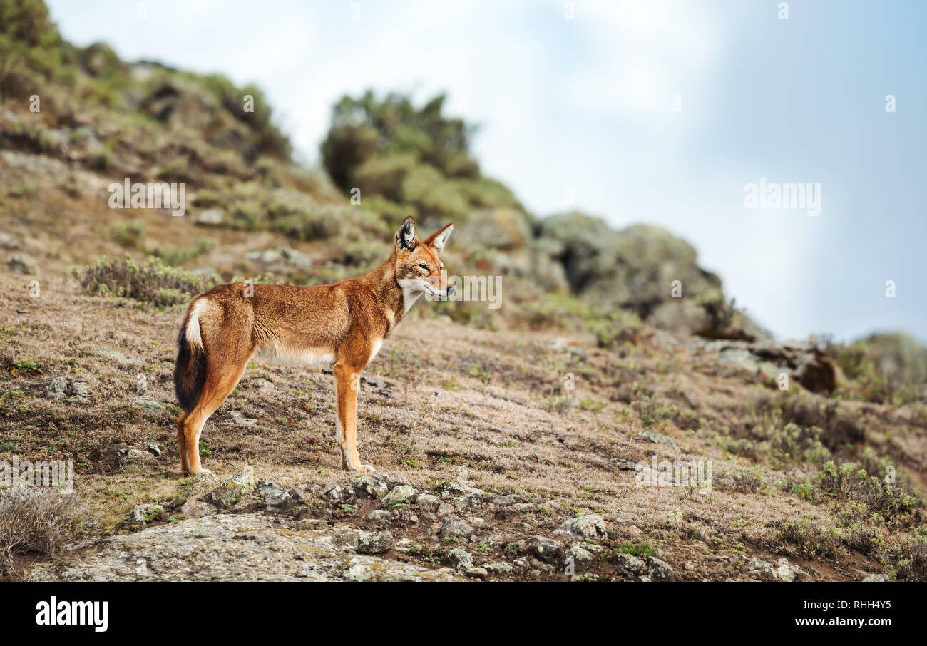 Close up of a rare and endangered Ethiopian wolf (Canis simensis ...