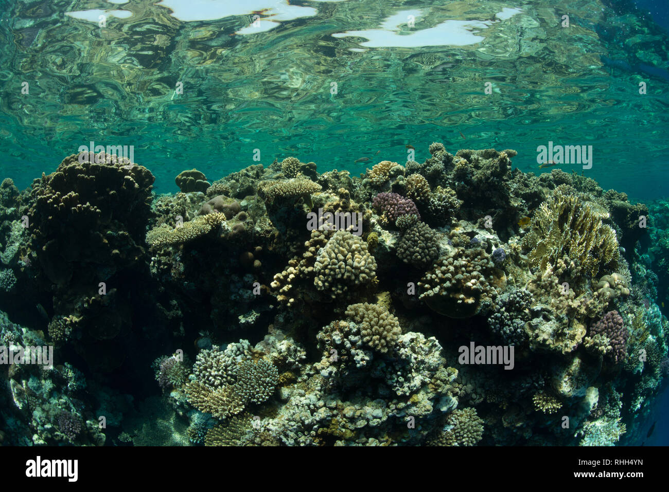 Dive Spot: Panorama Reef Stock Photo - Alamy
