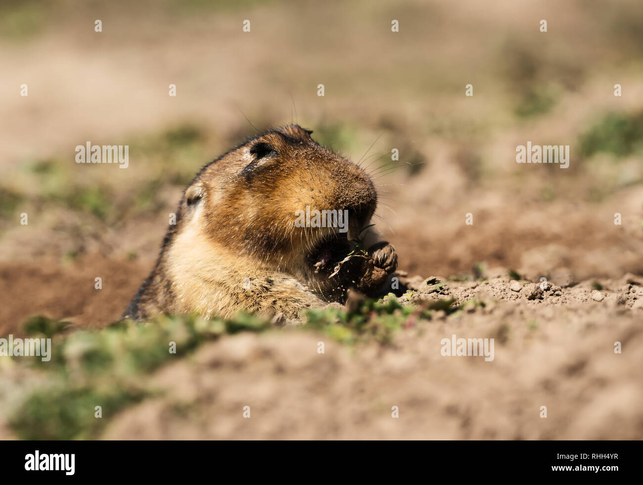 Big headed mole rats tachyoryctes macrocephalus hi-res stock ...