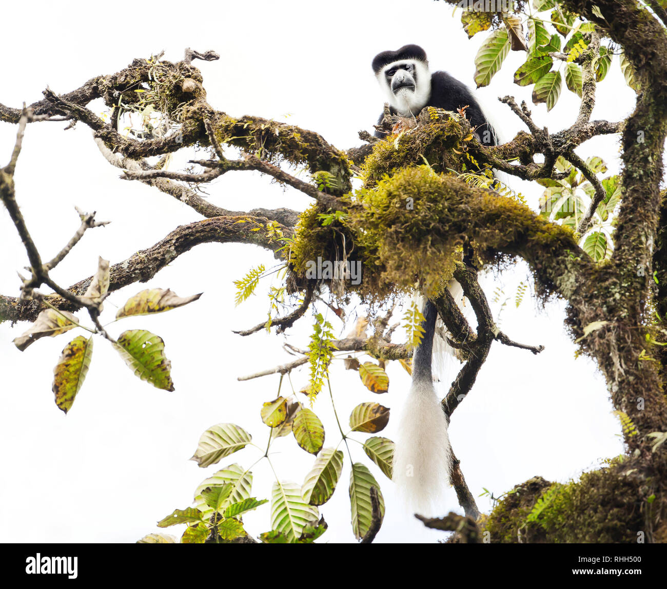 Mantled guereza (Colobus guereza) monkey in the Harenna Forest. Bale ...
