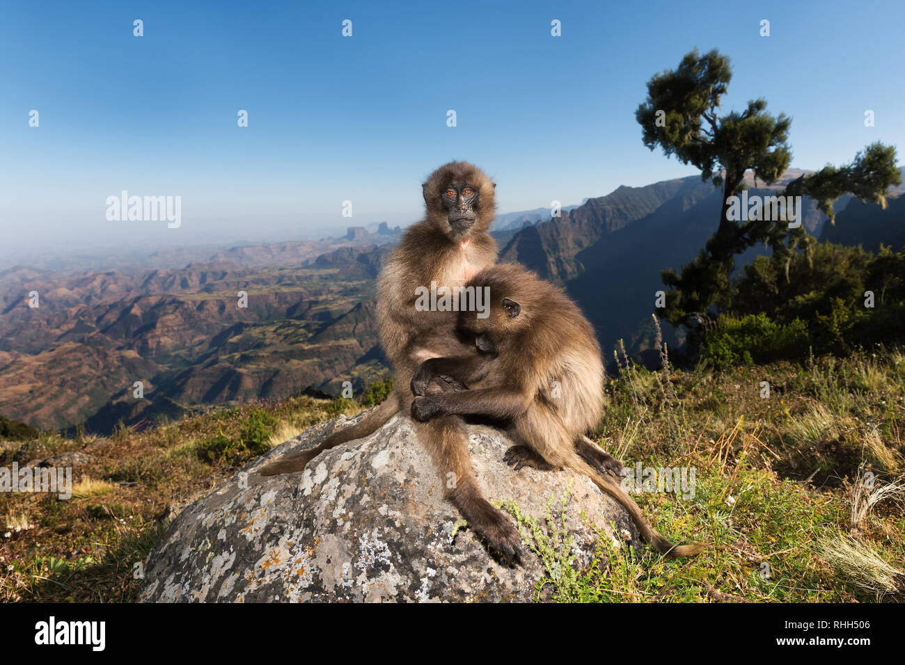 Close up of Gelada monkeys grooming in Simien mountains, Ethiopia Stock ...