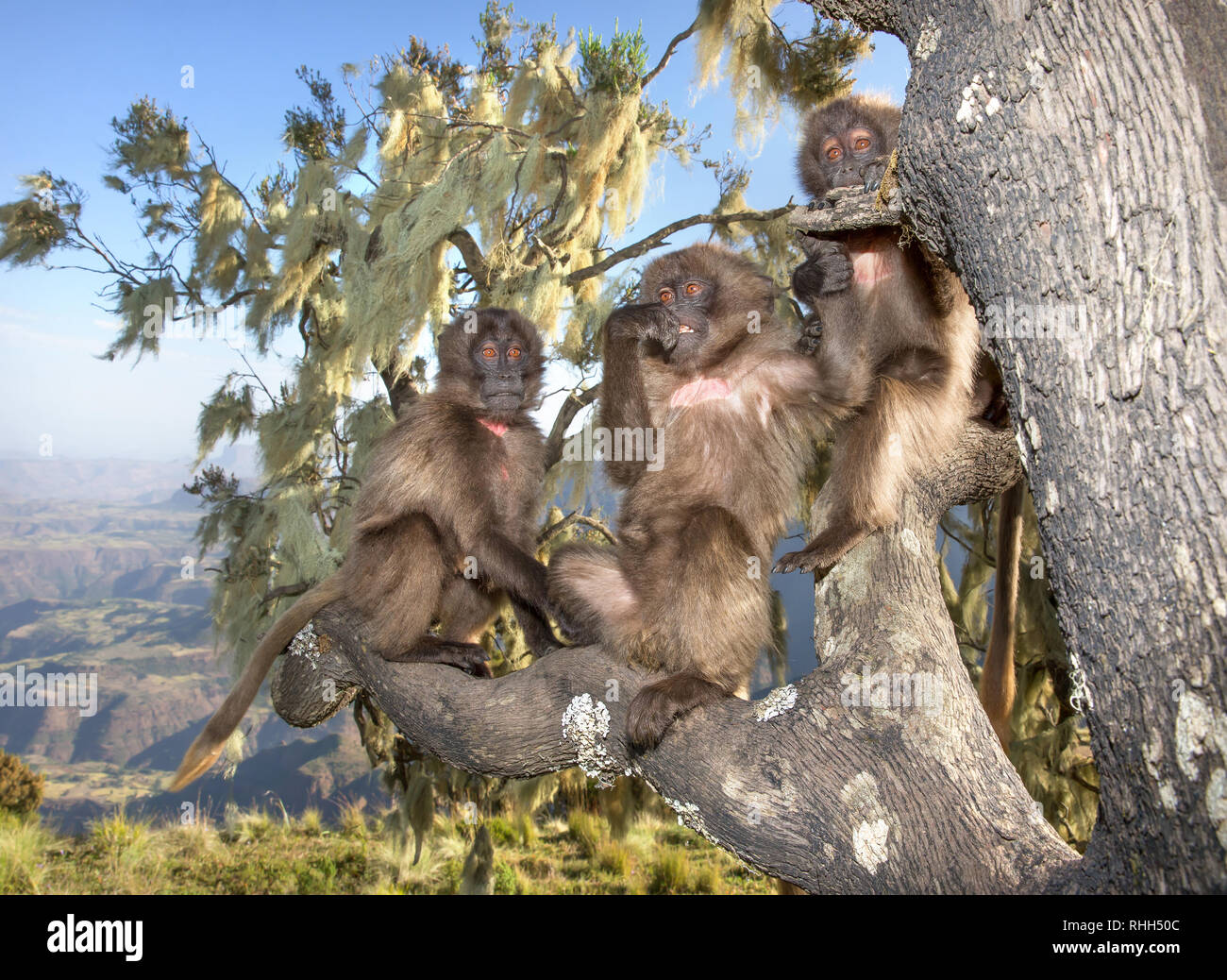 Ethiopian Monkeys High Resolution Stock Photography and Images - Alamy