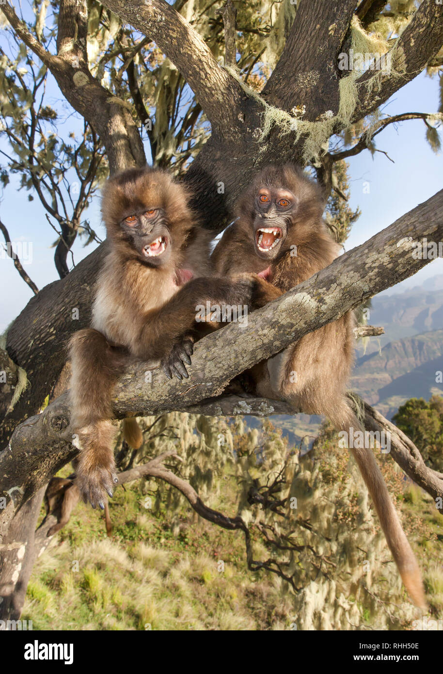 Baby monkeys playing hi-res stock photography and images - Alamy