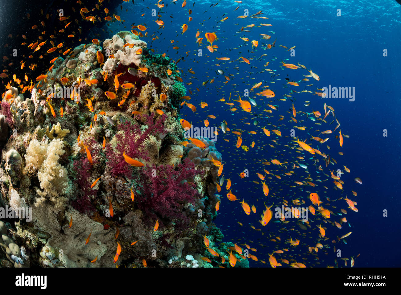 Kafan hi-res stock photography and images - Alamy