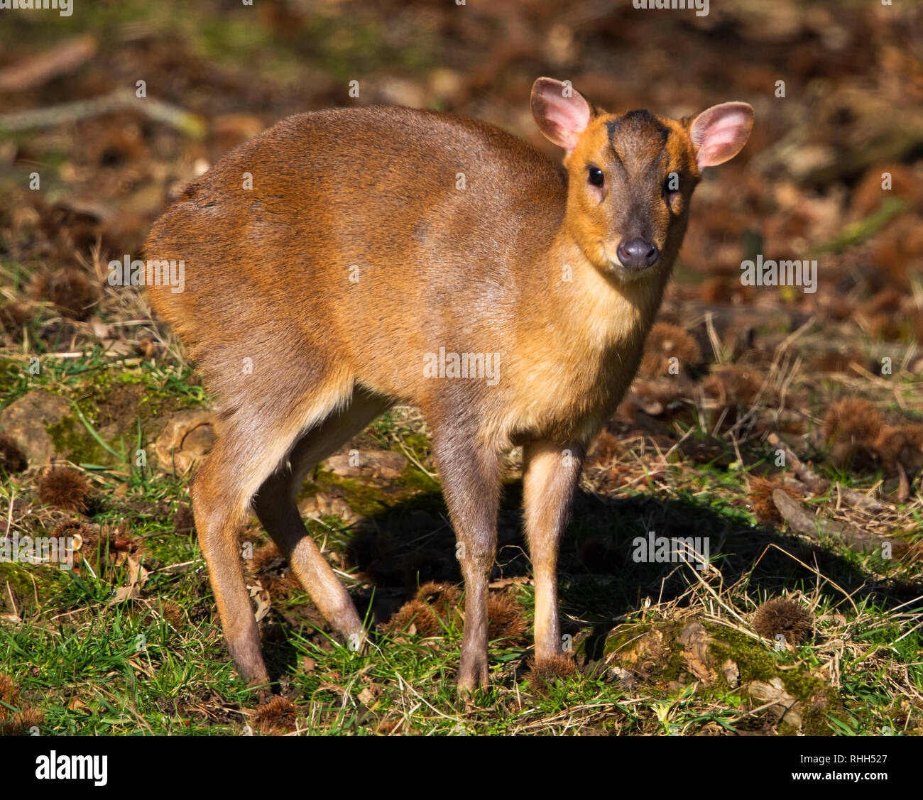 Muntjac doe enjoying the morning sunshine Stock Photo - Alamy