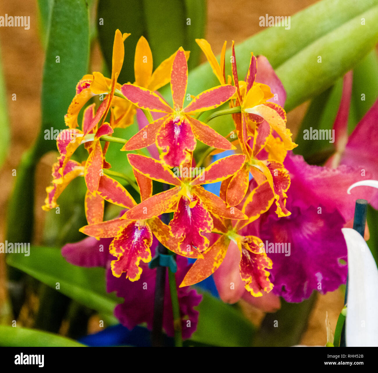 Maui Orchids Miniature Cattleya Stock Photo - Alamy