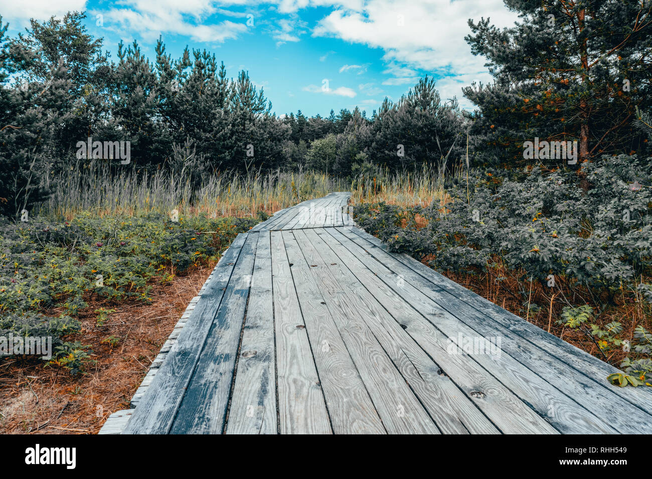 Wooden trail through wood forest with heave planks in wood. Footpath ...