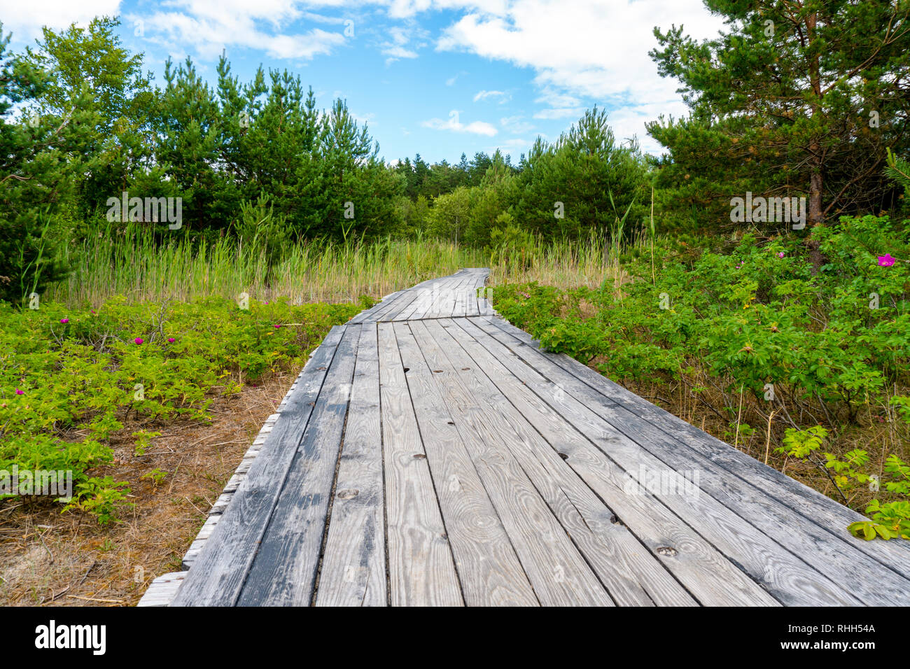 Wooden trail through wood forest with heave planks in wood. Footpath ...