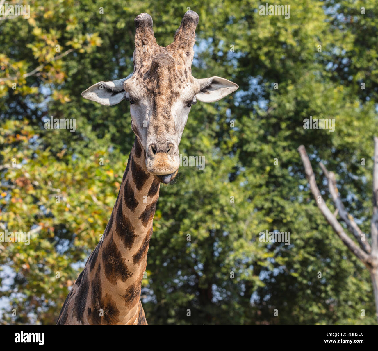 Giraffidae family hi-res stock photography and images - Alamy