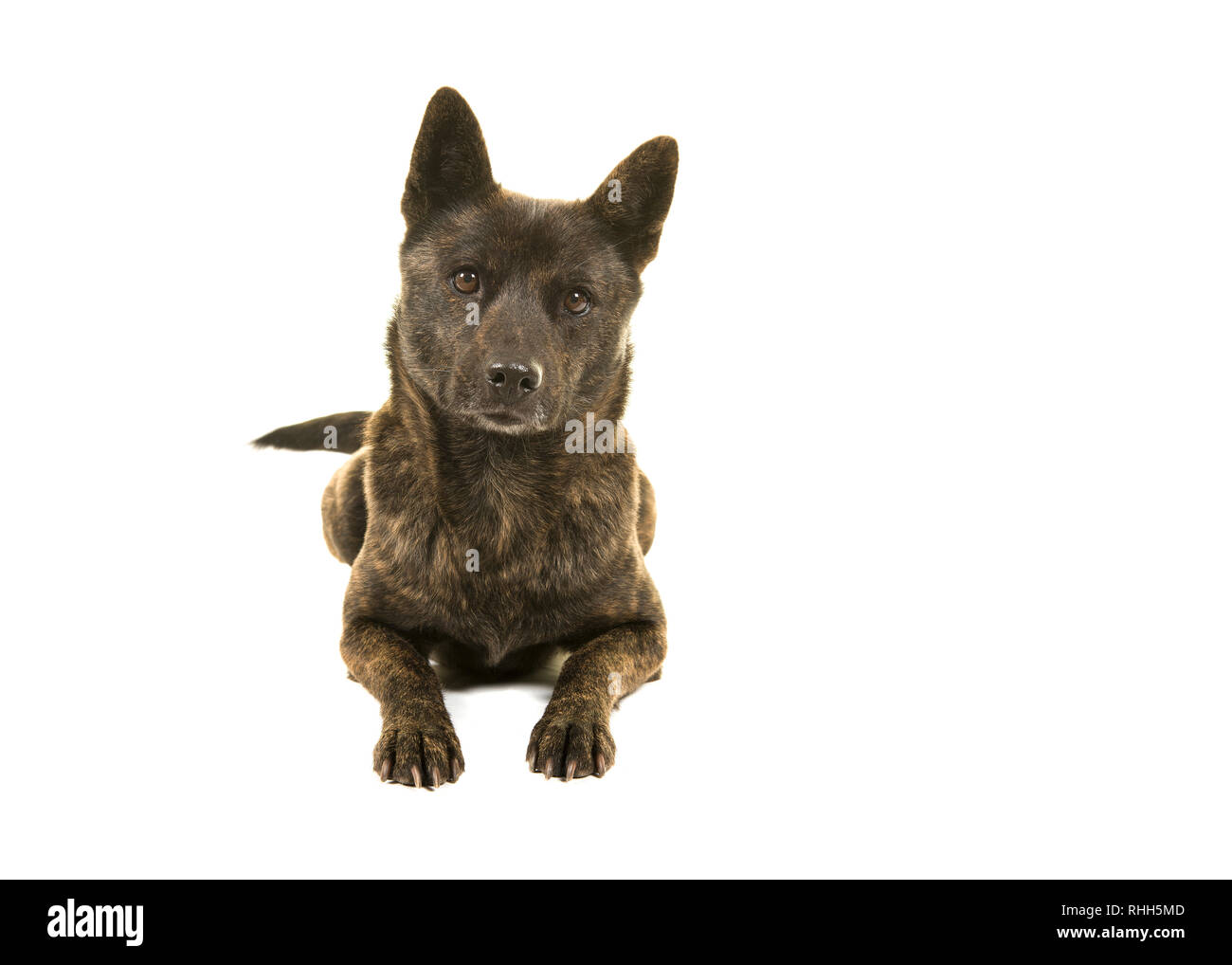 Female Kai Ken dog the national japanese breed lying down looking at ...