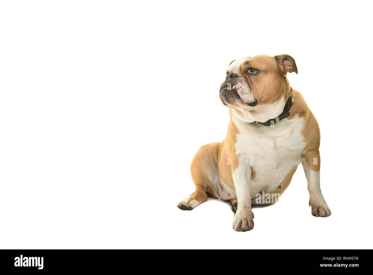 Cute english bulldog sitting seen from the front looking to the left ...