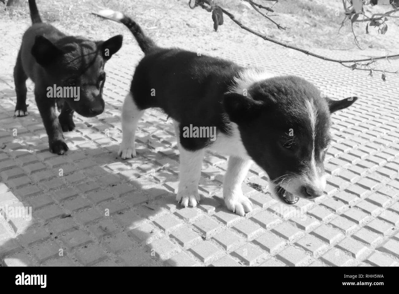 A cute puppy looking Stock Photo - Alamy