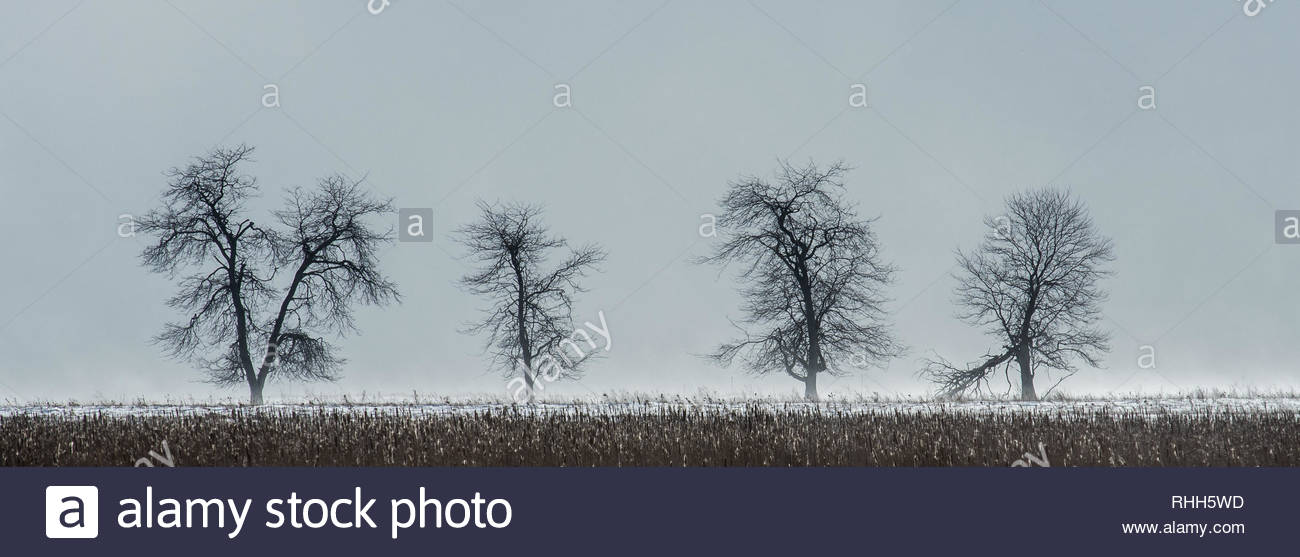 Trees Blowing Wind High Resolution Stock Photography and Images - Alamy