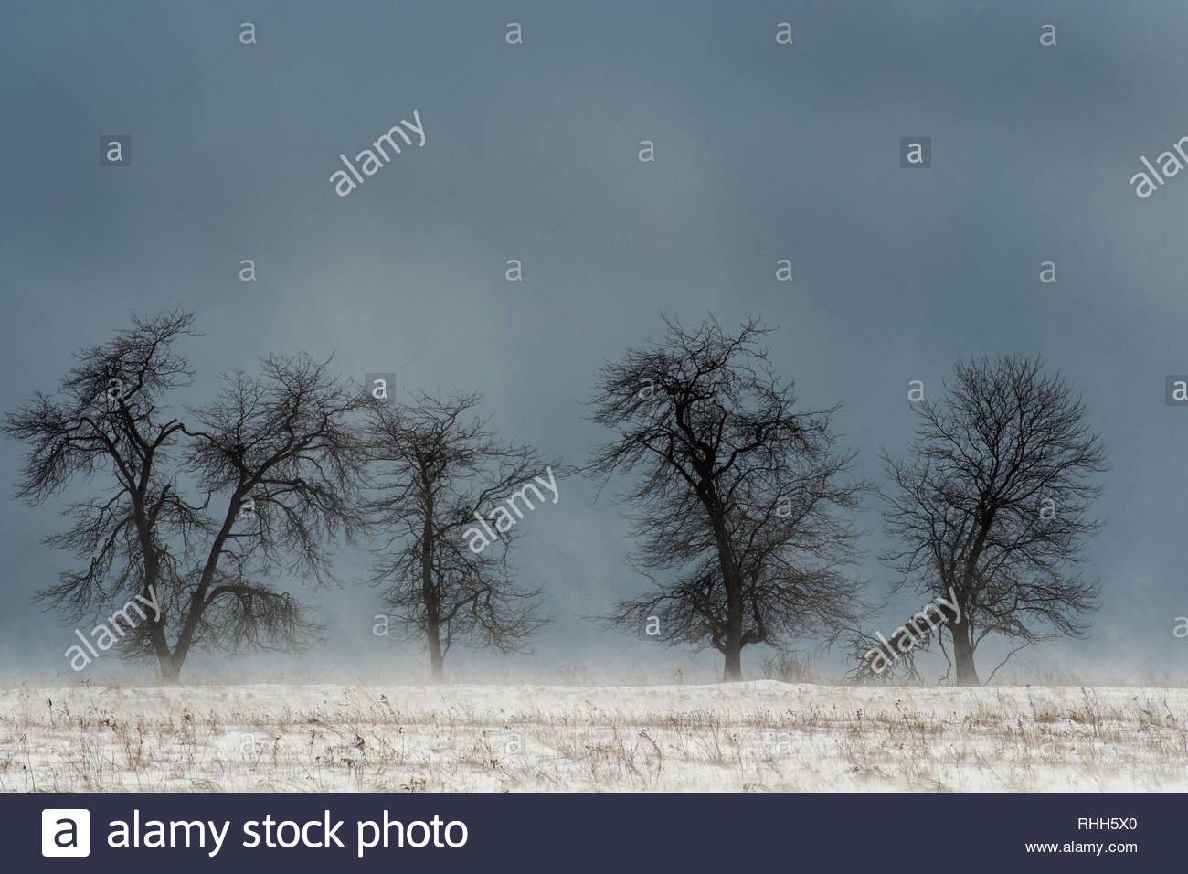 Trees Blowing Wind High Resolution Stock Photography and Images - Alamy