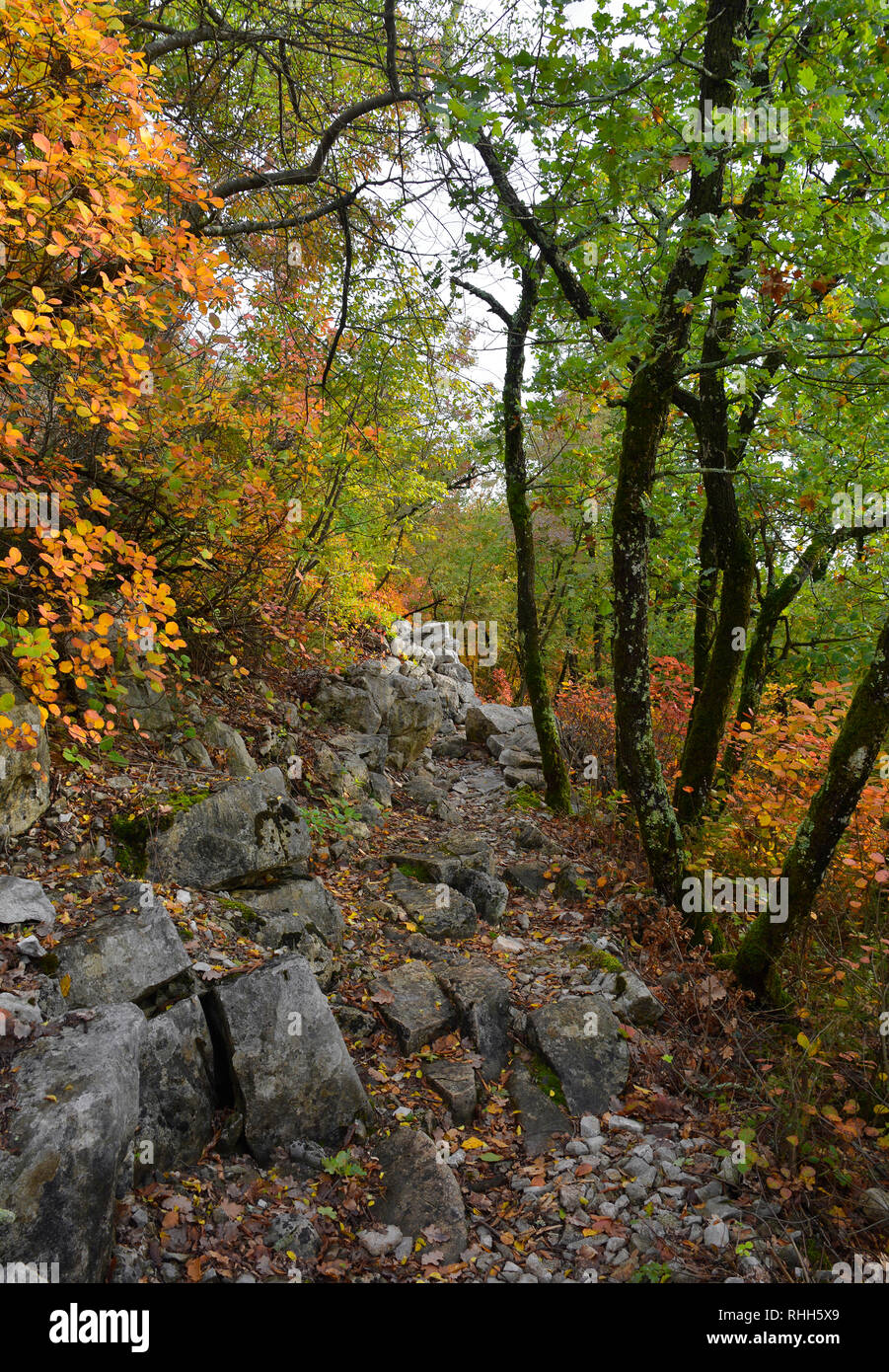 Autumn colours on display in the Carso karst limestone area of Friuli ...