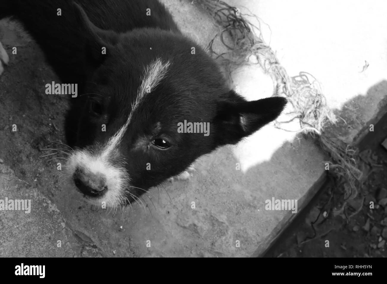 A cute young Black and White Stock Photos & Images - Alamy