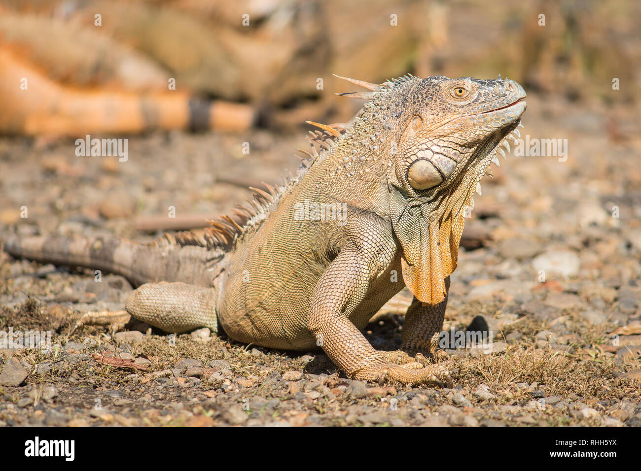 Pretty orange and large maile iguana walking on the ground Stock Photo ...