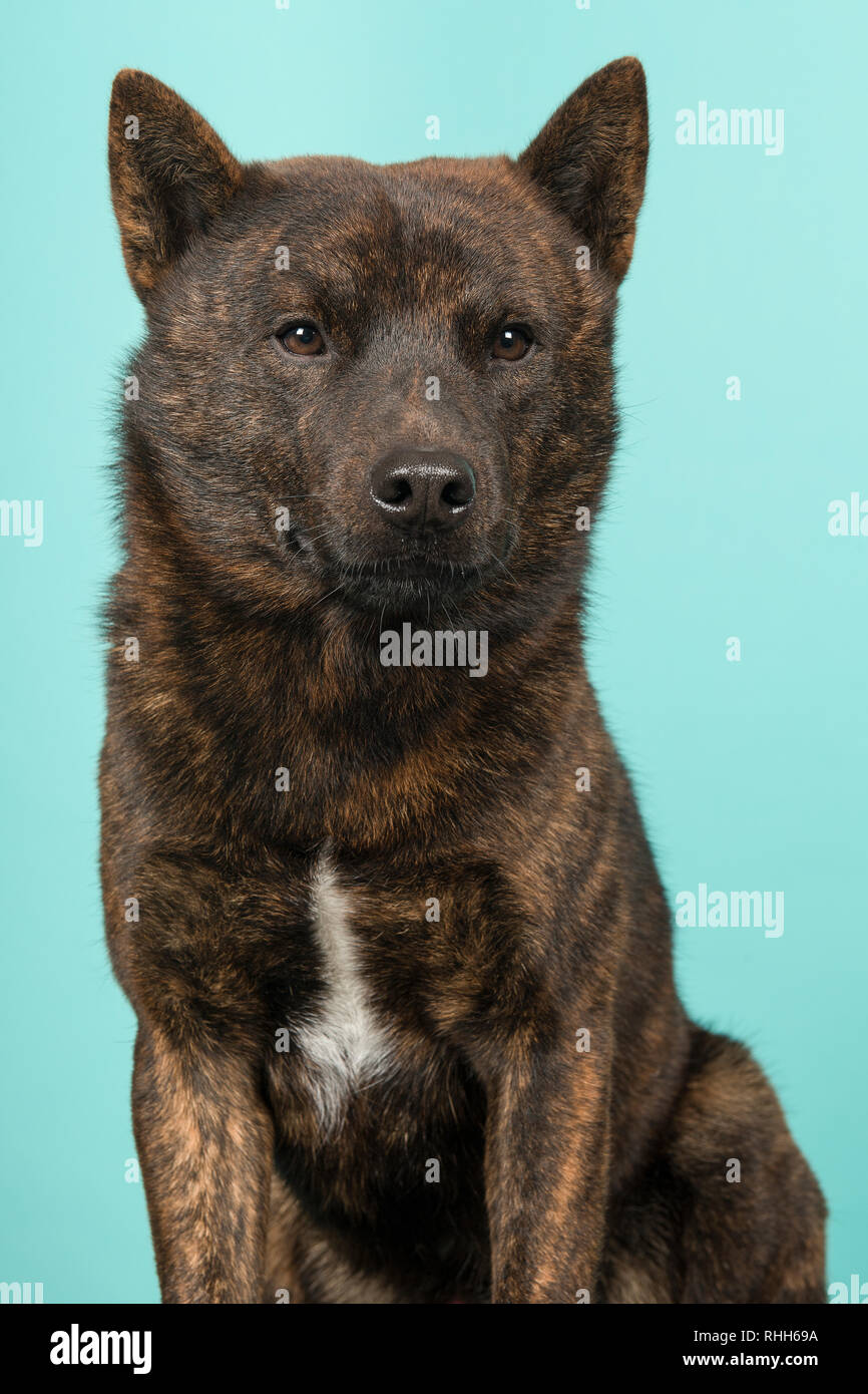 Portrait of a proud male Kai Ken dog the national japanese breed ...