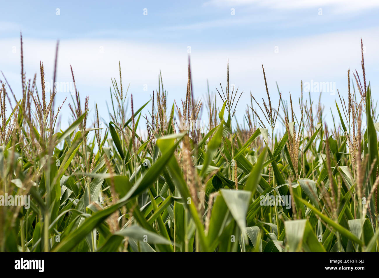 Maize maze hi-res stock photography and images - Alamy