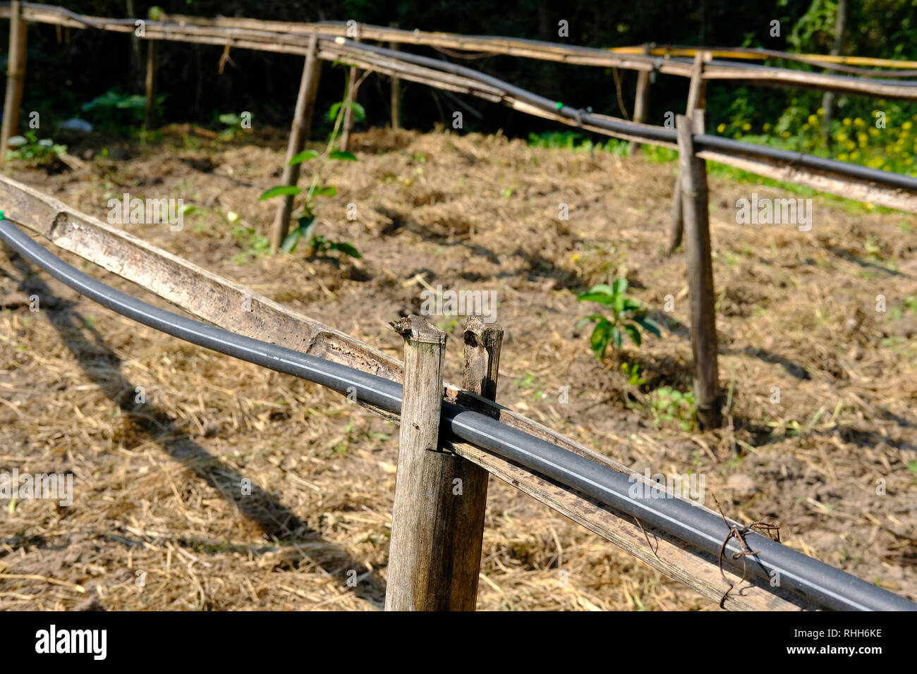water irrigation system in farm for watering agricultural vegetable ...