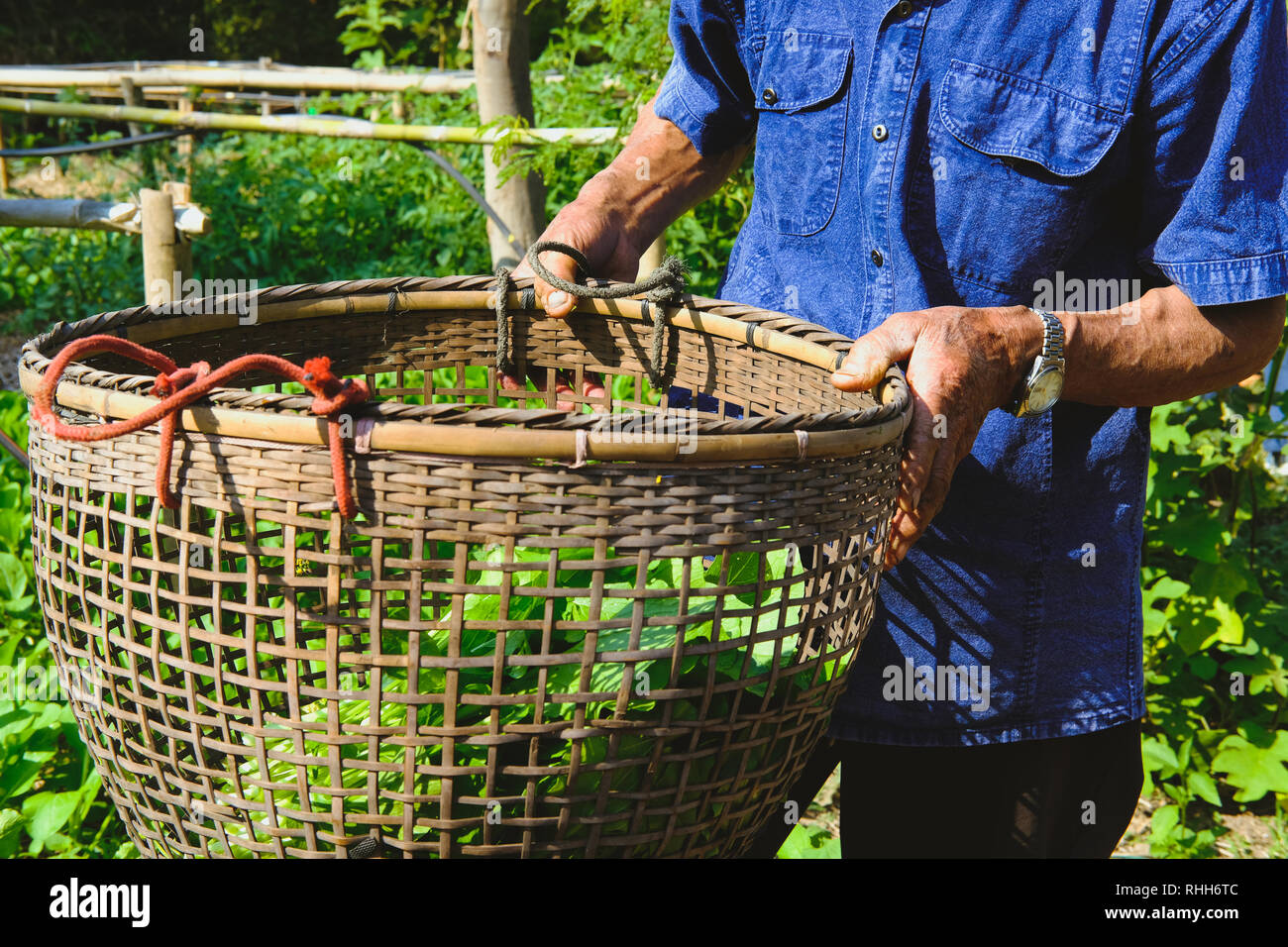 farmer holding basket with fresh organic vegetable produce from garden ...