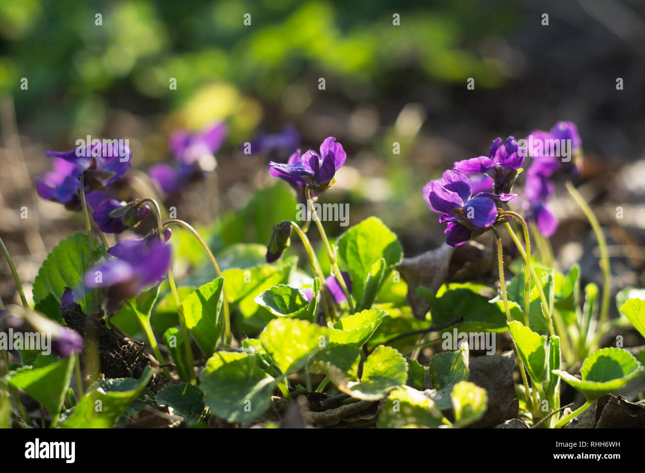 Blooming purple violets. Viola is a genus of flowering plants in the ...
