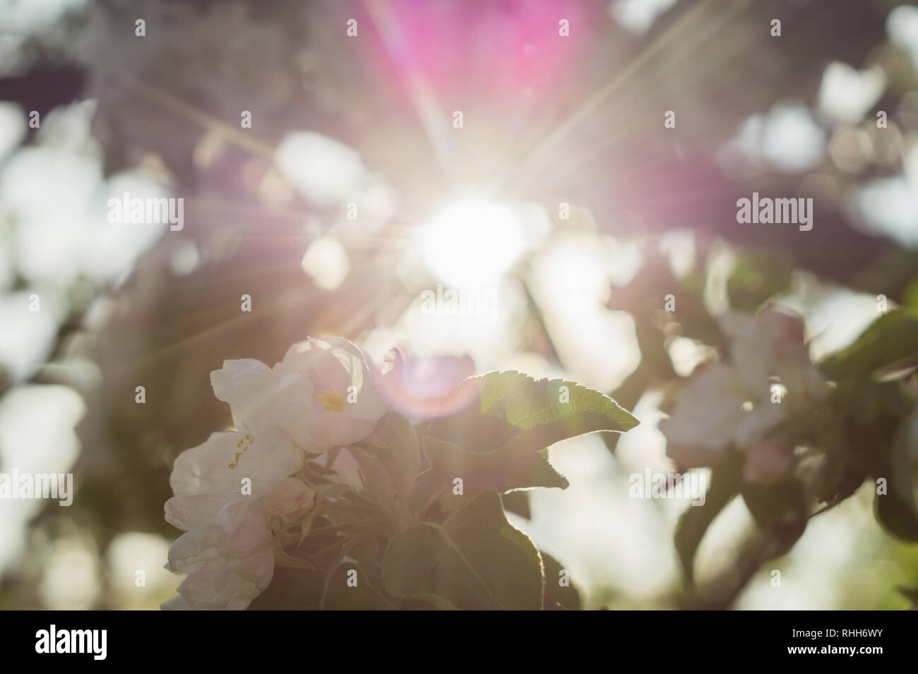 Sun rays through a flowering apple tree branch Stock Photo - Alamy