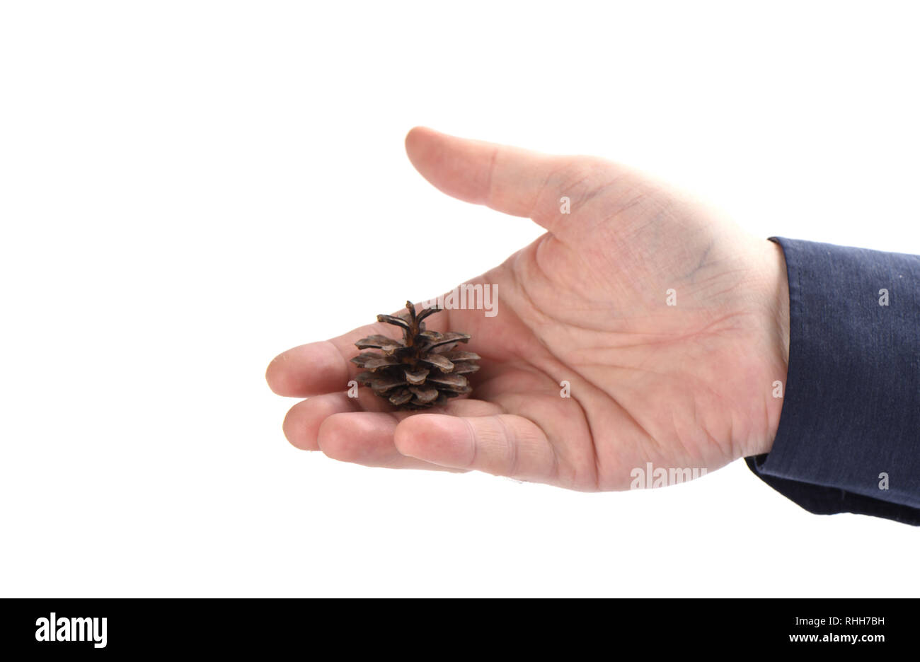 Pine cone in male hand isolated on white background Stock Photo - Alamy