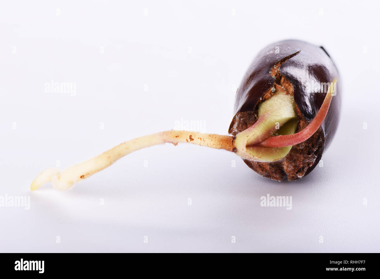 Macro shot. New litchi sprout and root. Two weeks of seed germination ...