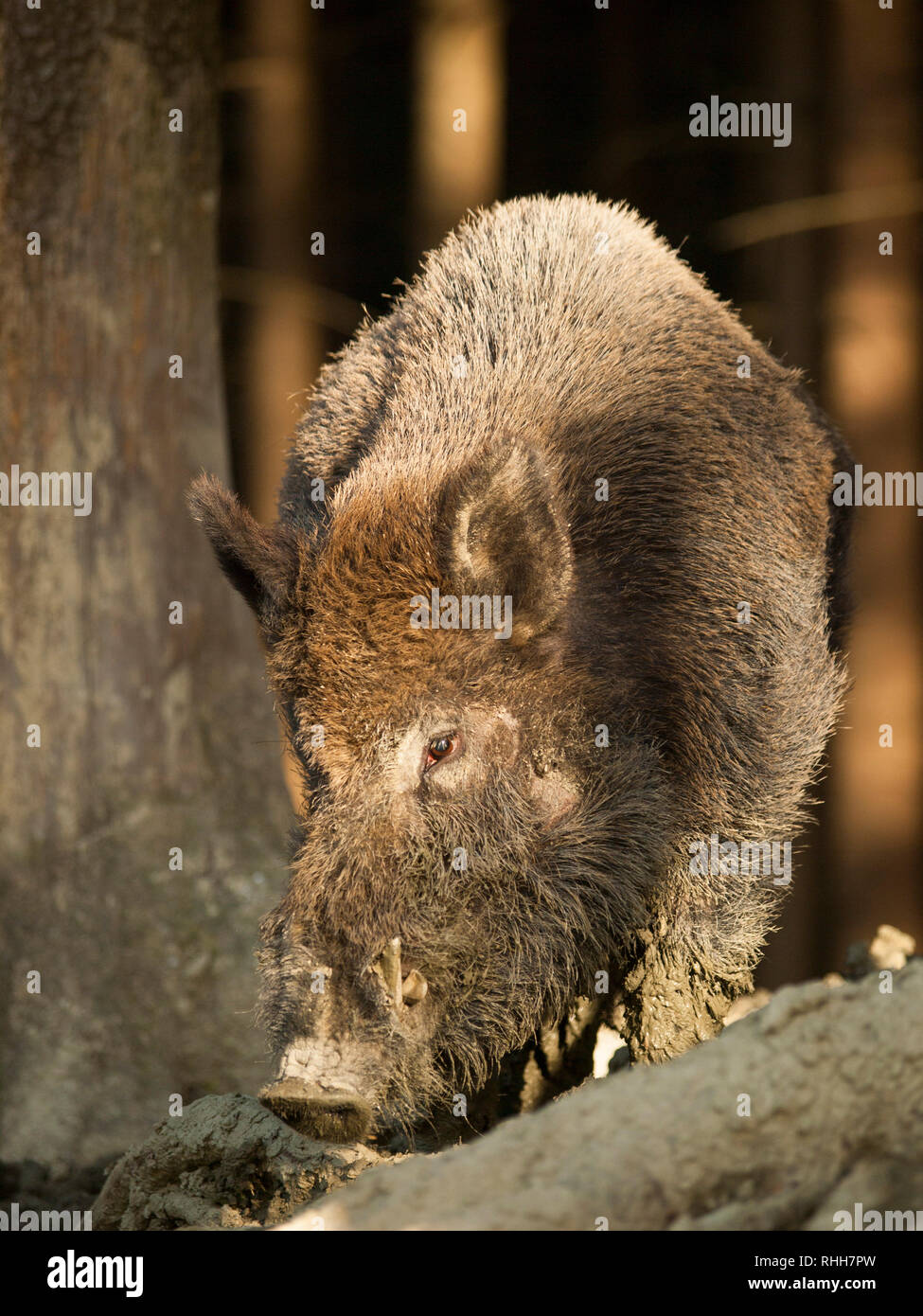 Central european boar hi-res stock photography and images - Alamy