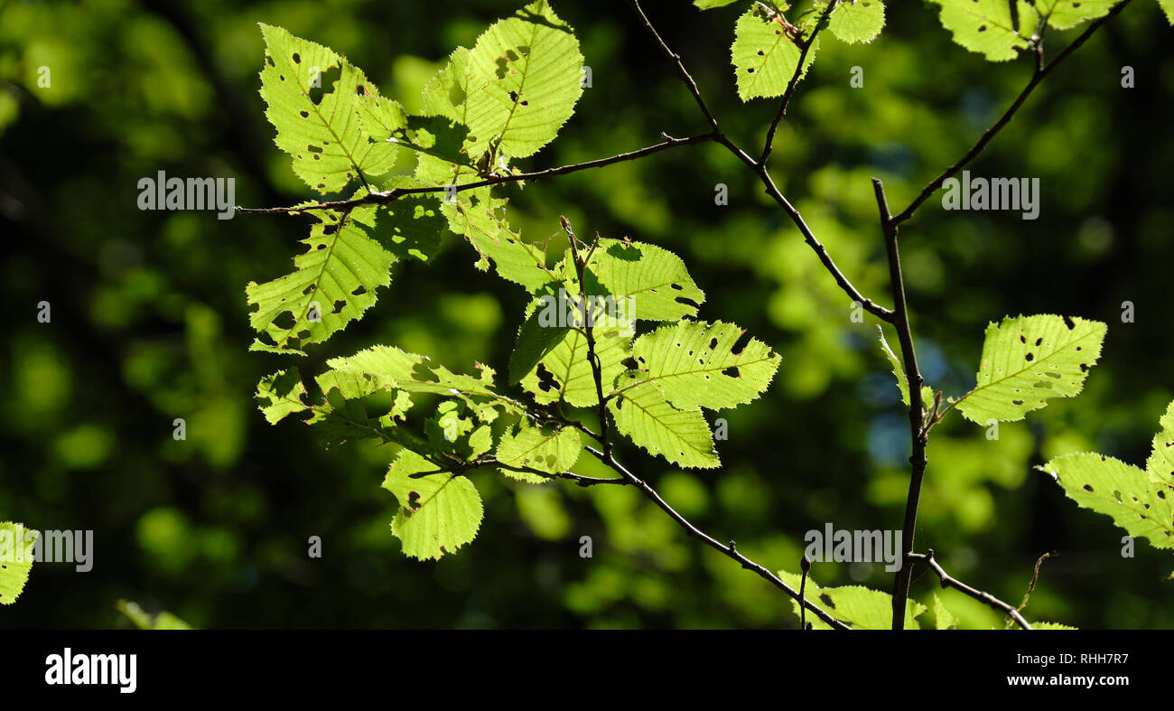 Destroyed leaves hi-res stock photography and images - Alamy