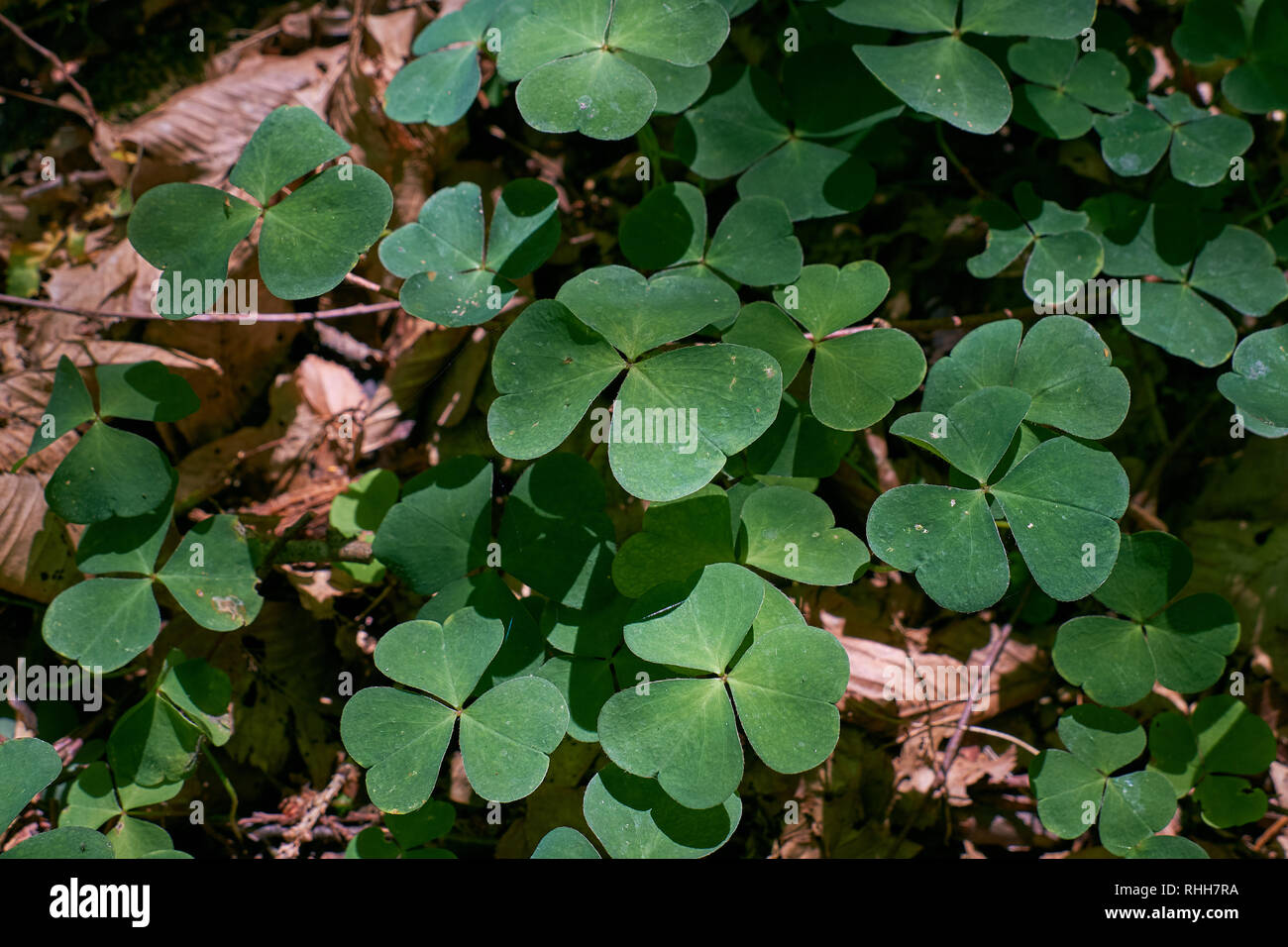 Wood-sorrel plant closeup in sun, Bialowieza Forest, Poland, Europe ...
