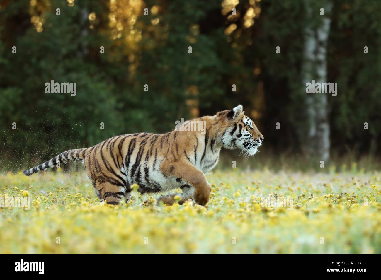 Tiger running hi-res stock photography and images - Alamy
