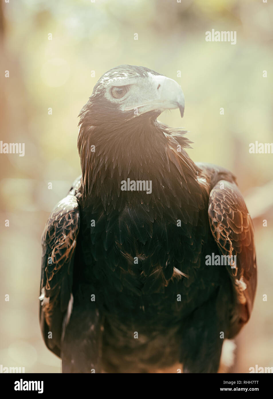 Eagle iv hi-res stock photography and images - Alamy