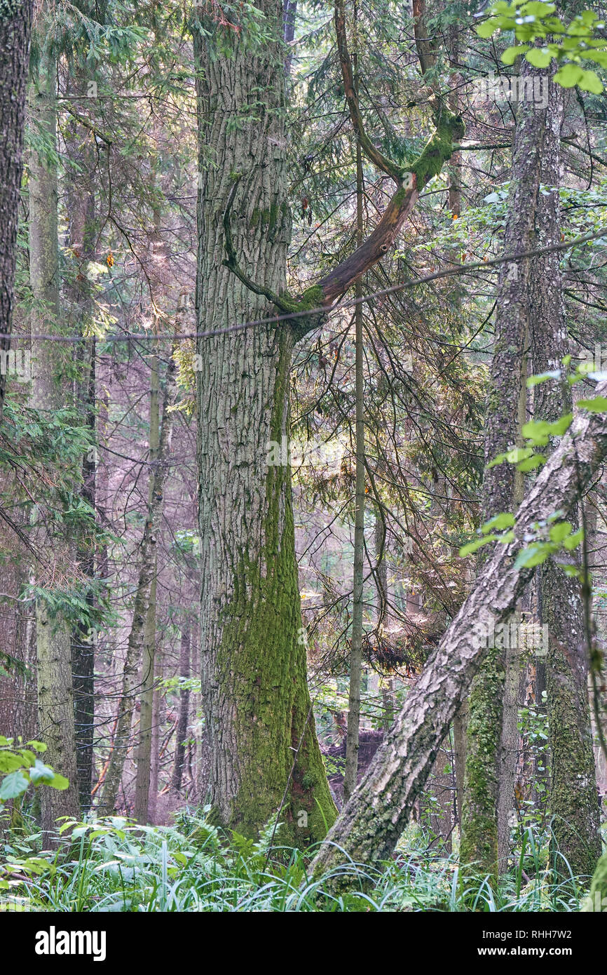 Old monumental oak tree in deciduous forest with old alder trees around ...