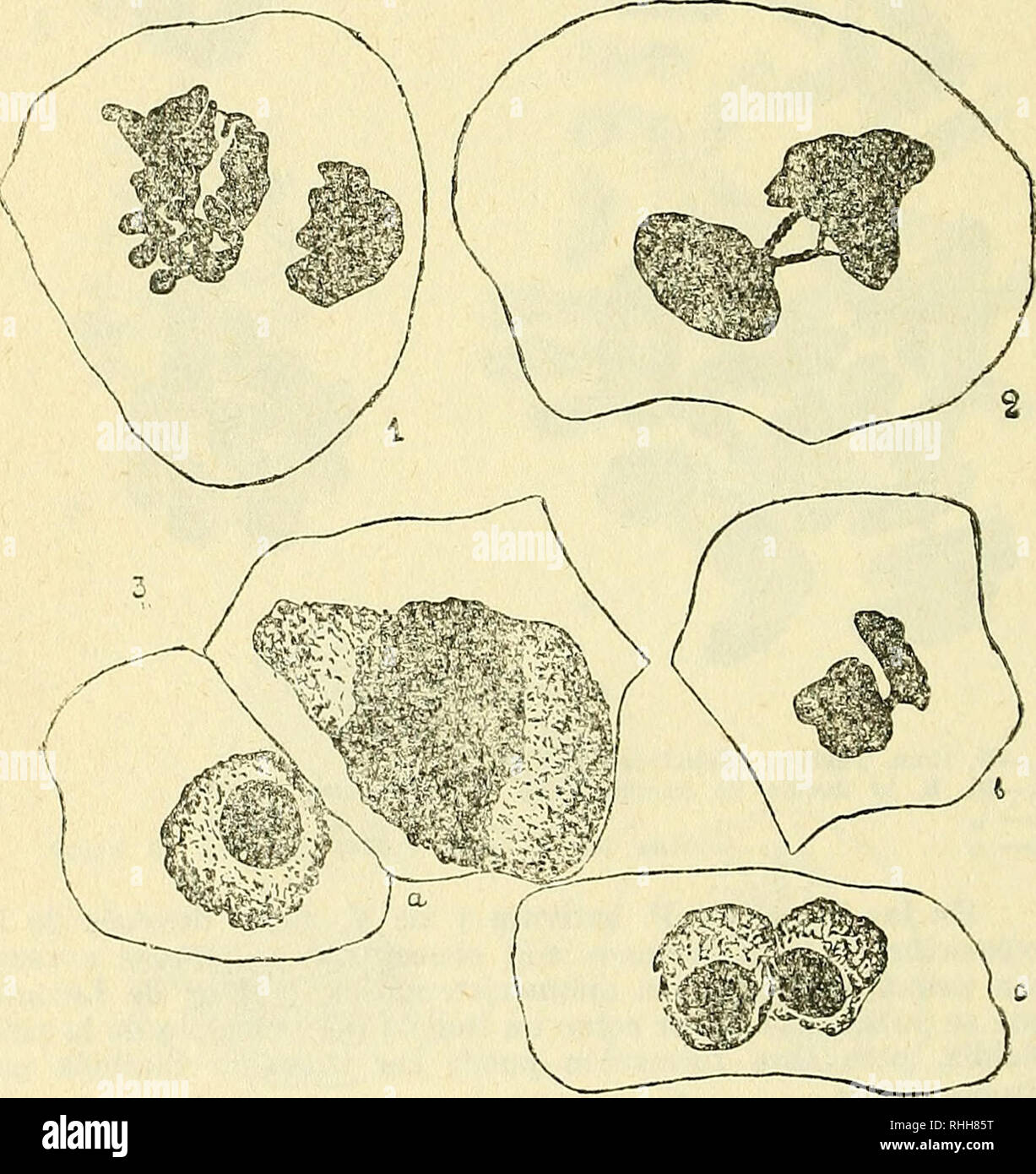 Cromosomas hi-res stock photography and images - Alamy