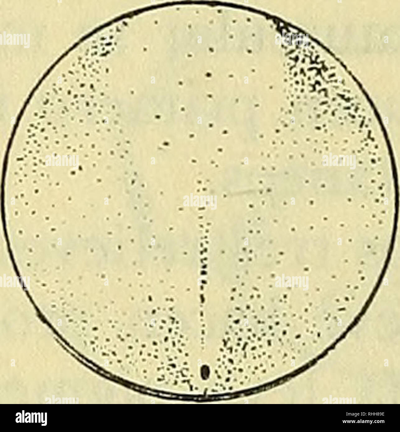 Placa neural hi-res stock photography and images - Alamy