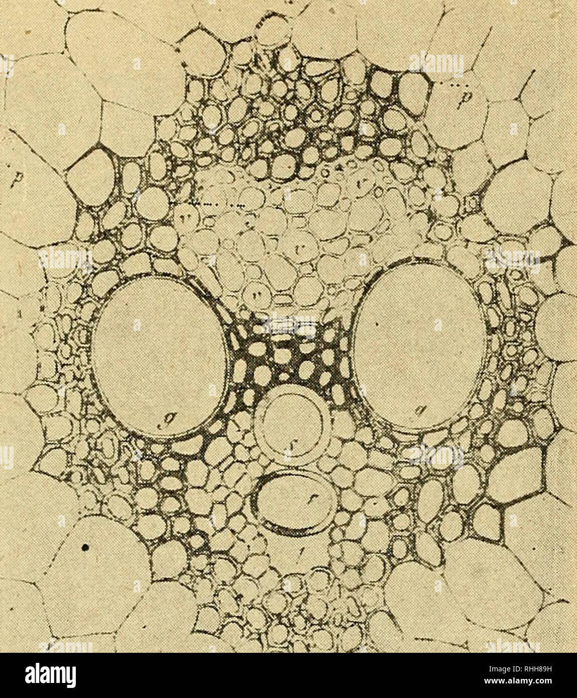 Traqueidas y vasos hi-res stock photography and images - Alamy