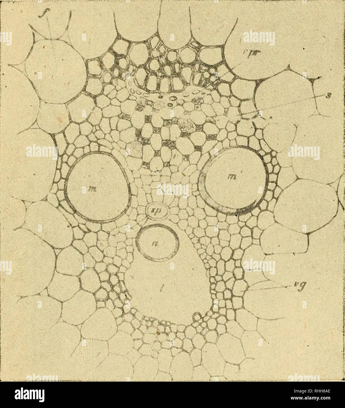 Célula de parénquima hi-res stock photography and images - Alamy