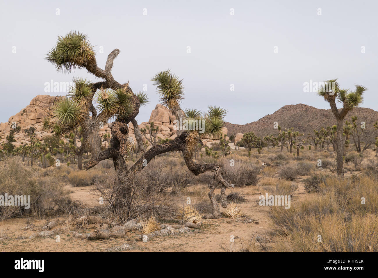 Landscape of the desert rocks, mountains and Joshua trees in Joshua ...