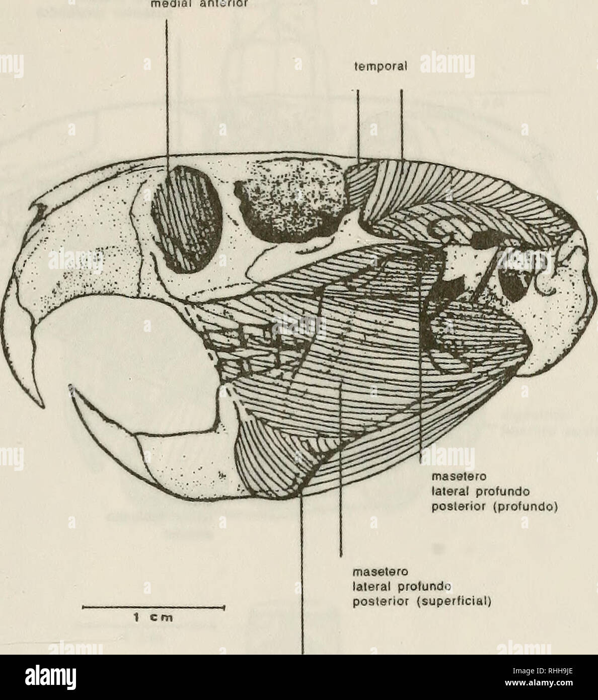 Masetero superficial hi-res stock photography and images - Alamy