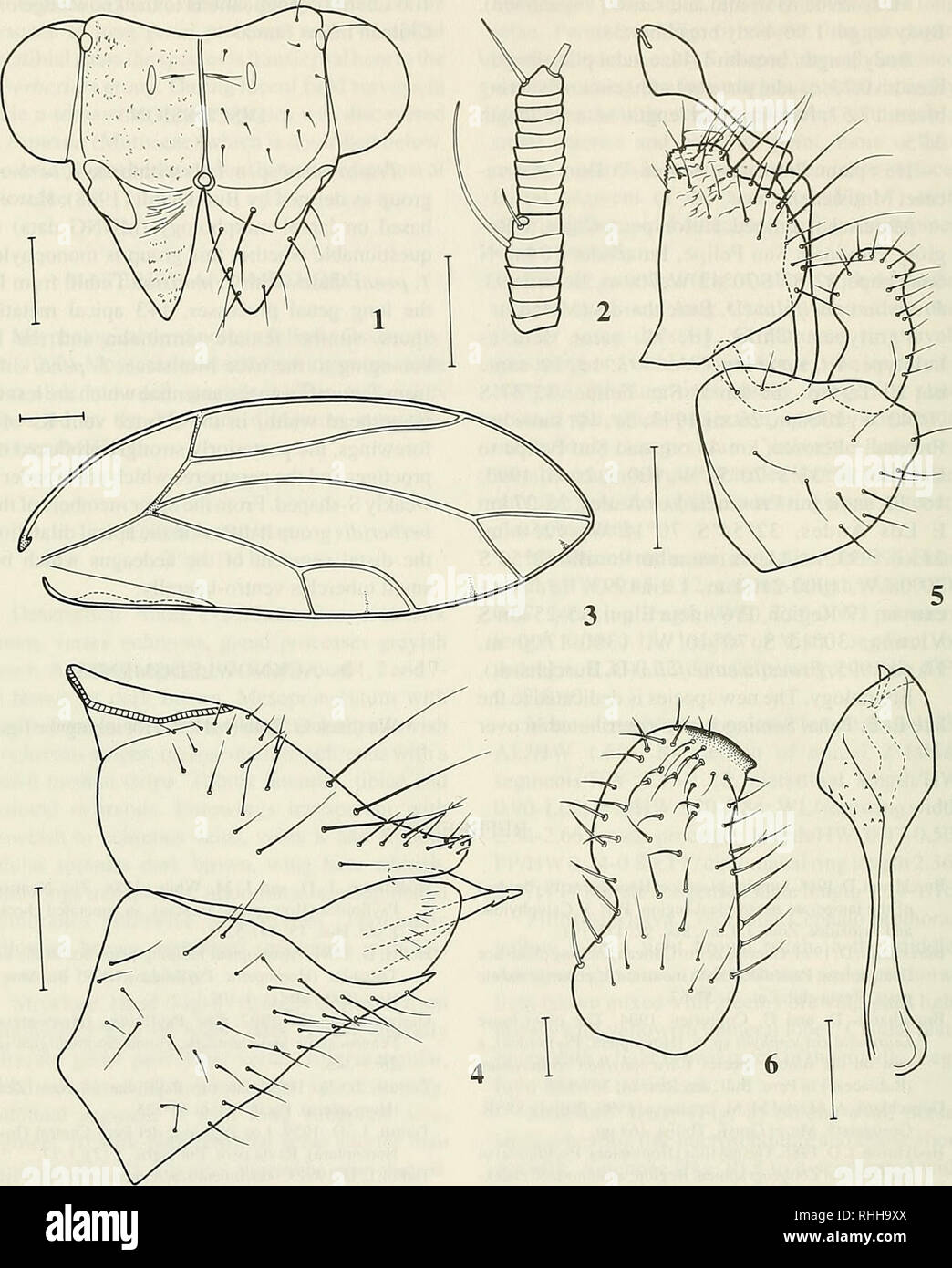 Terminalia sp hi-res stock photography and images - Alamy