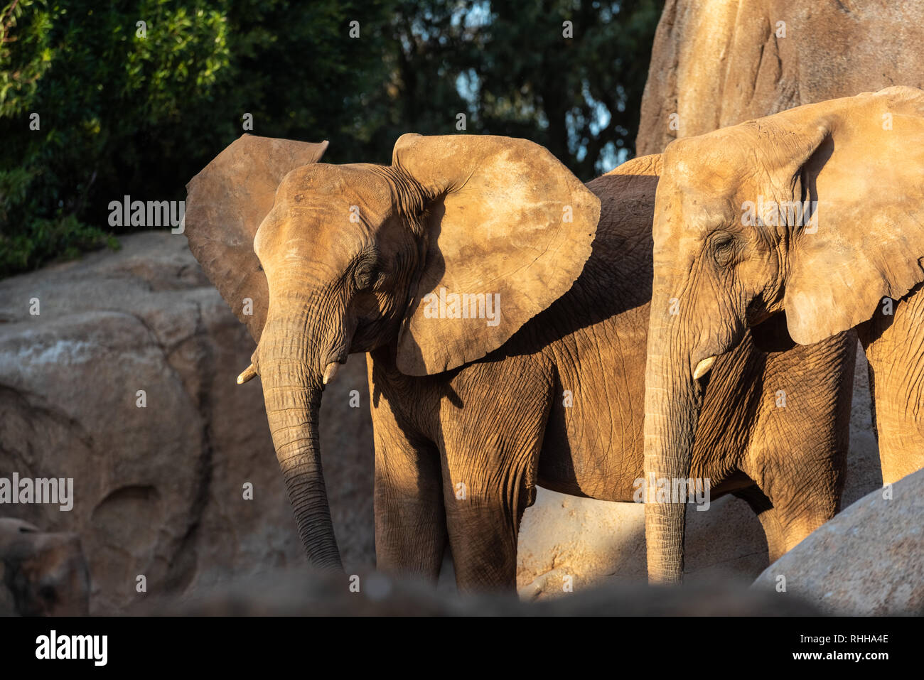 African wild animal captive in a zoo Stock Photo - Alamy